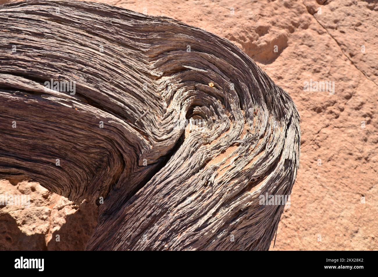 Wood deadvlei sossusvlei Dry pan tree desert Sand dune Namibia Africa ...