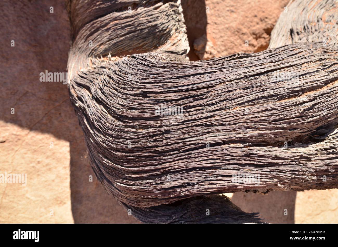 Wood deadvlei sossusvlei Dry pan tree desert Sand dune Namibia Africa ...