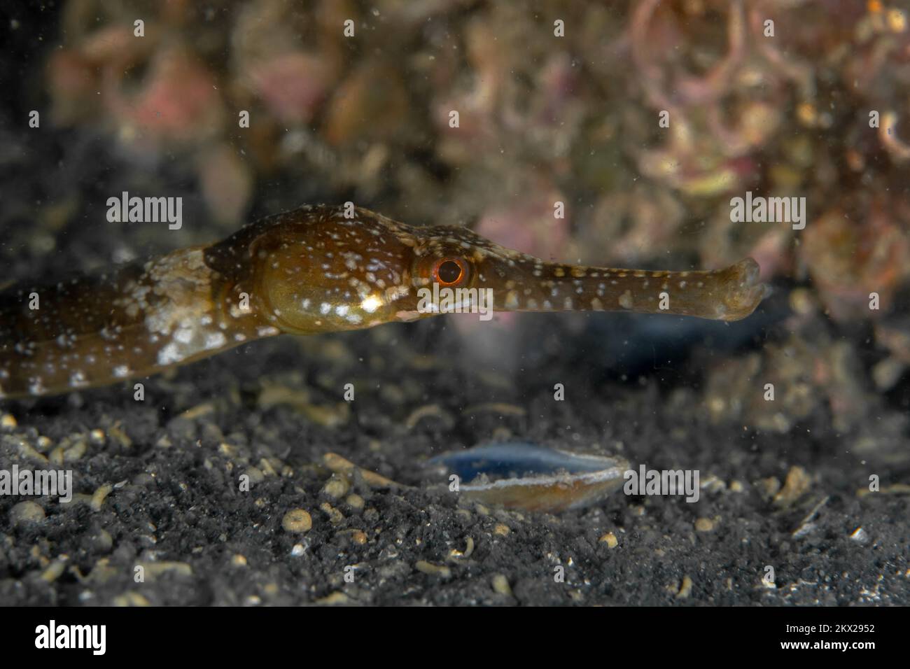 Messmate pipefish hi-res stock photography and images - Alamy