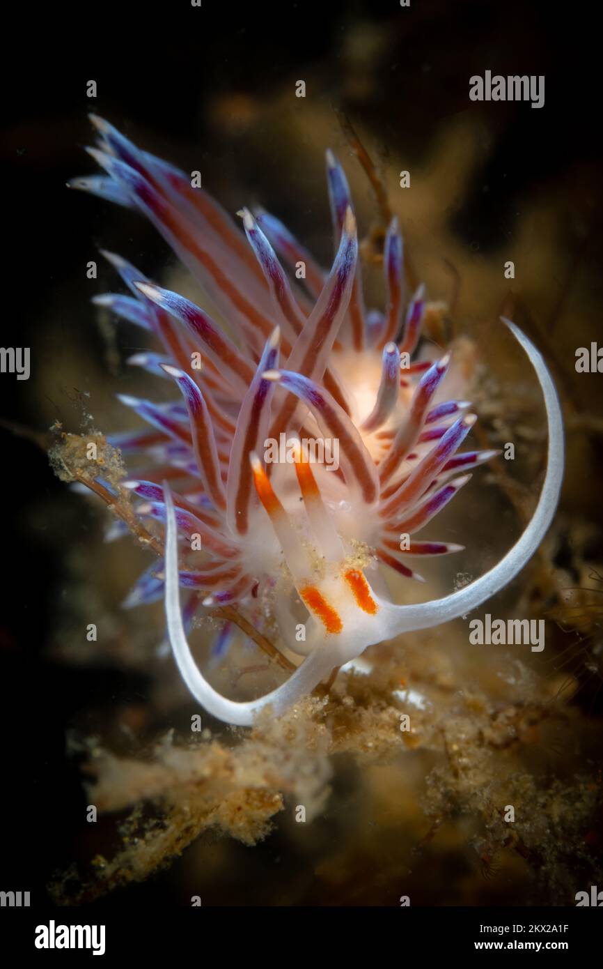 Colorful nudibranch in the waters of the Mediterranean Sea ...