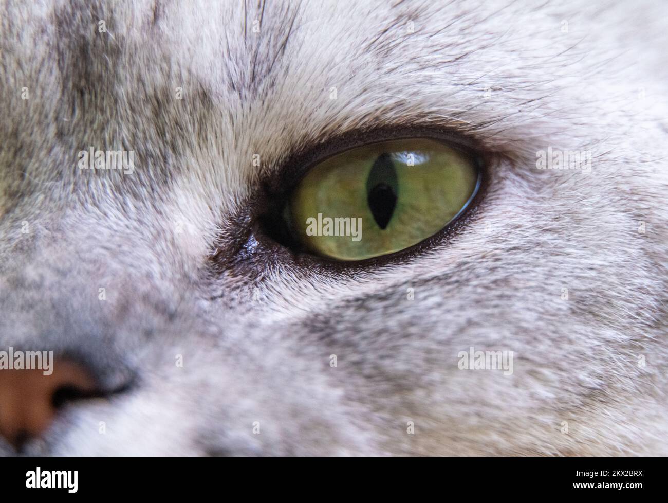 Cats eye close up hi-res stock photography and images - Alamy