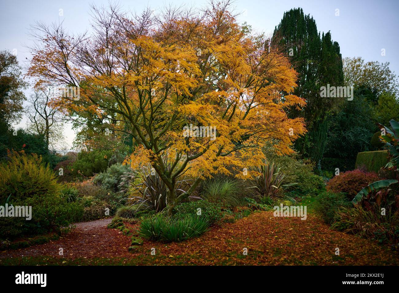 Arley Hall and Gardens orange tree Stock Photo - Alamy
