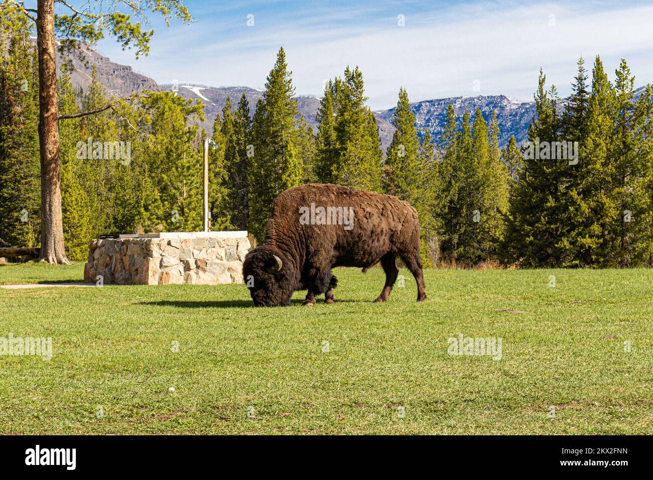 Bison grazing beside Buffalo Bills original resort, the Pahaska Tepee ...
