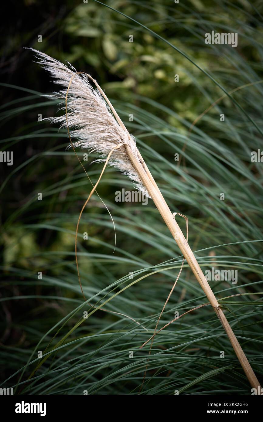 Arley Hall and Gardens pampas grass Stock Photo - Alamy