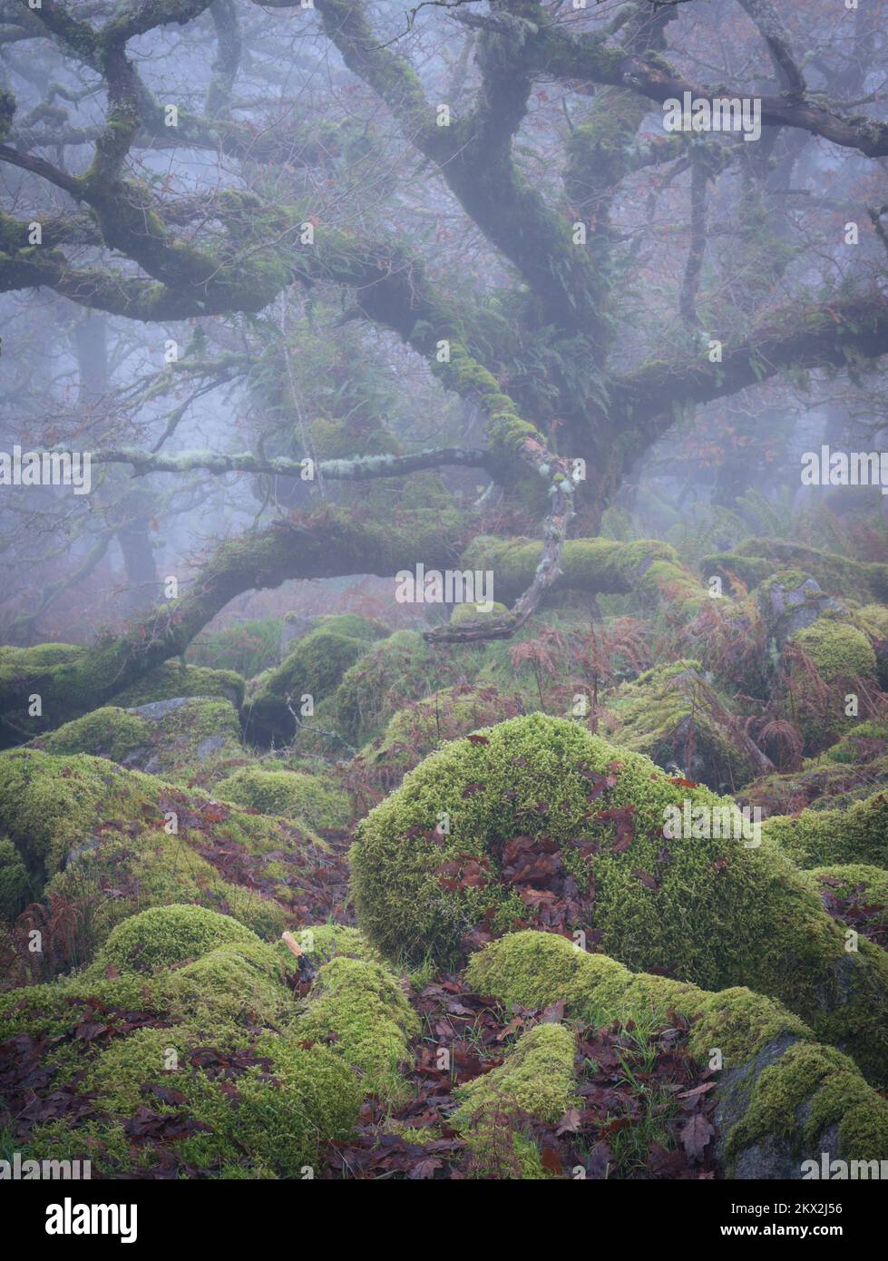 Wistman's Wood; Dartmoor National Park, Devon, UK. 30th Nov, 2022. UK ...