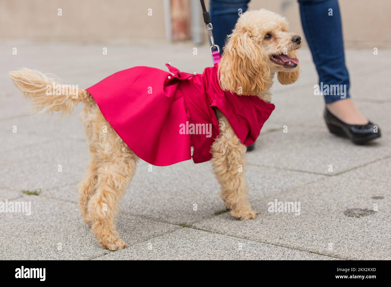 24.09.2017., Croatia, Beli Manastir - Craft Beatrice from Beli Manastir ...