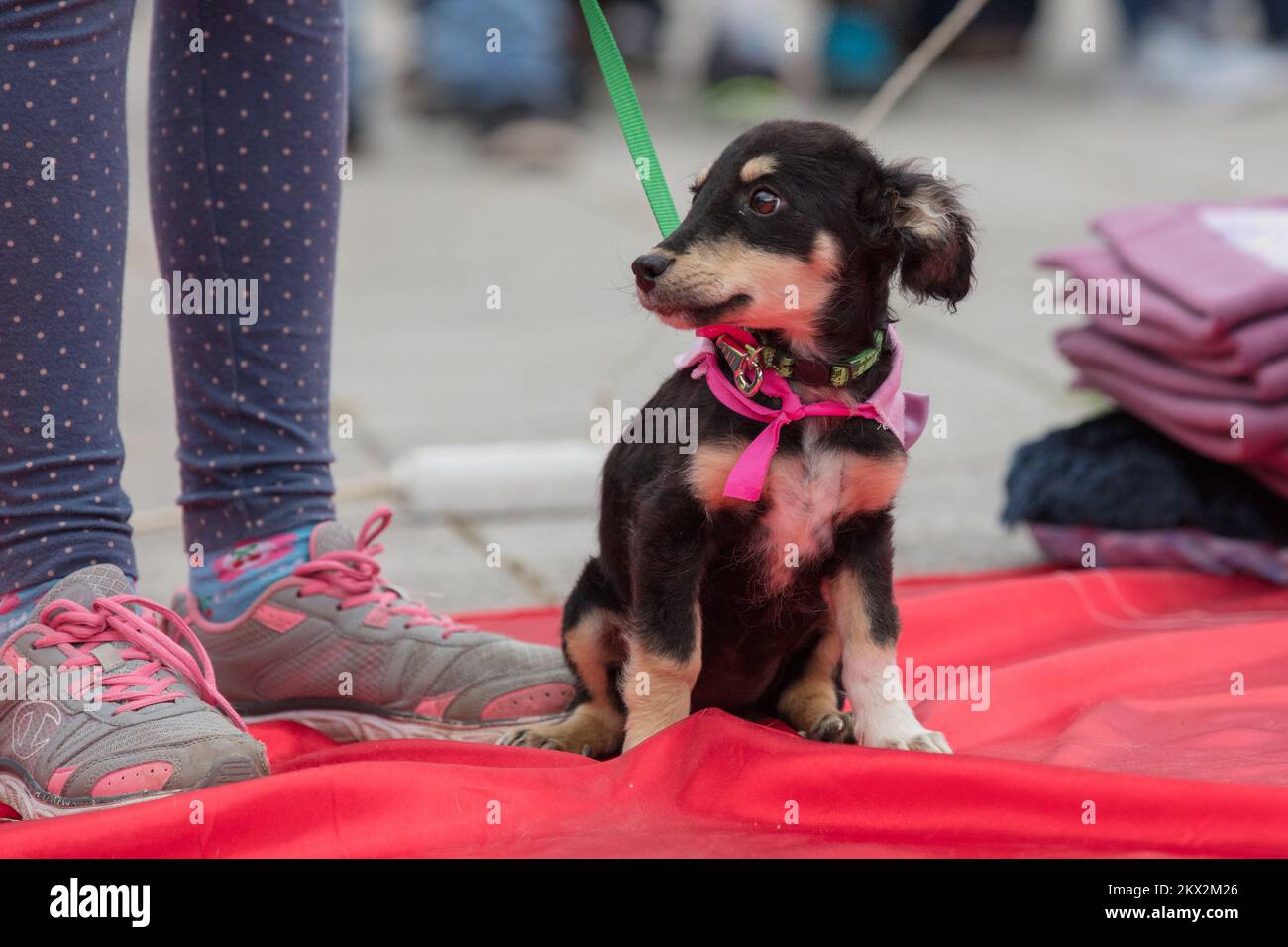 24.09.2017., Croatia, Beli Manastir - Craft Beatrice from Beli Manastir ...