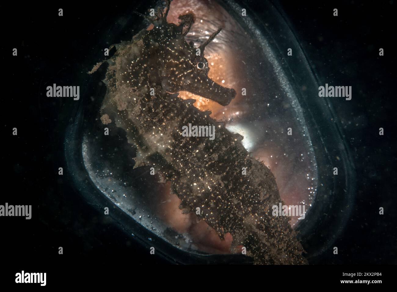 Aquarium fish looking right in hi-res stock photography and images - Alamy