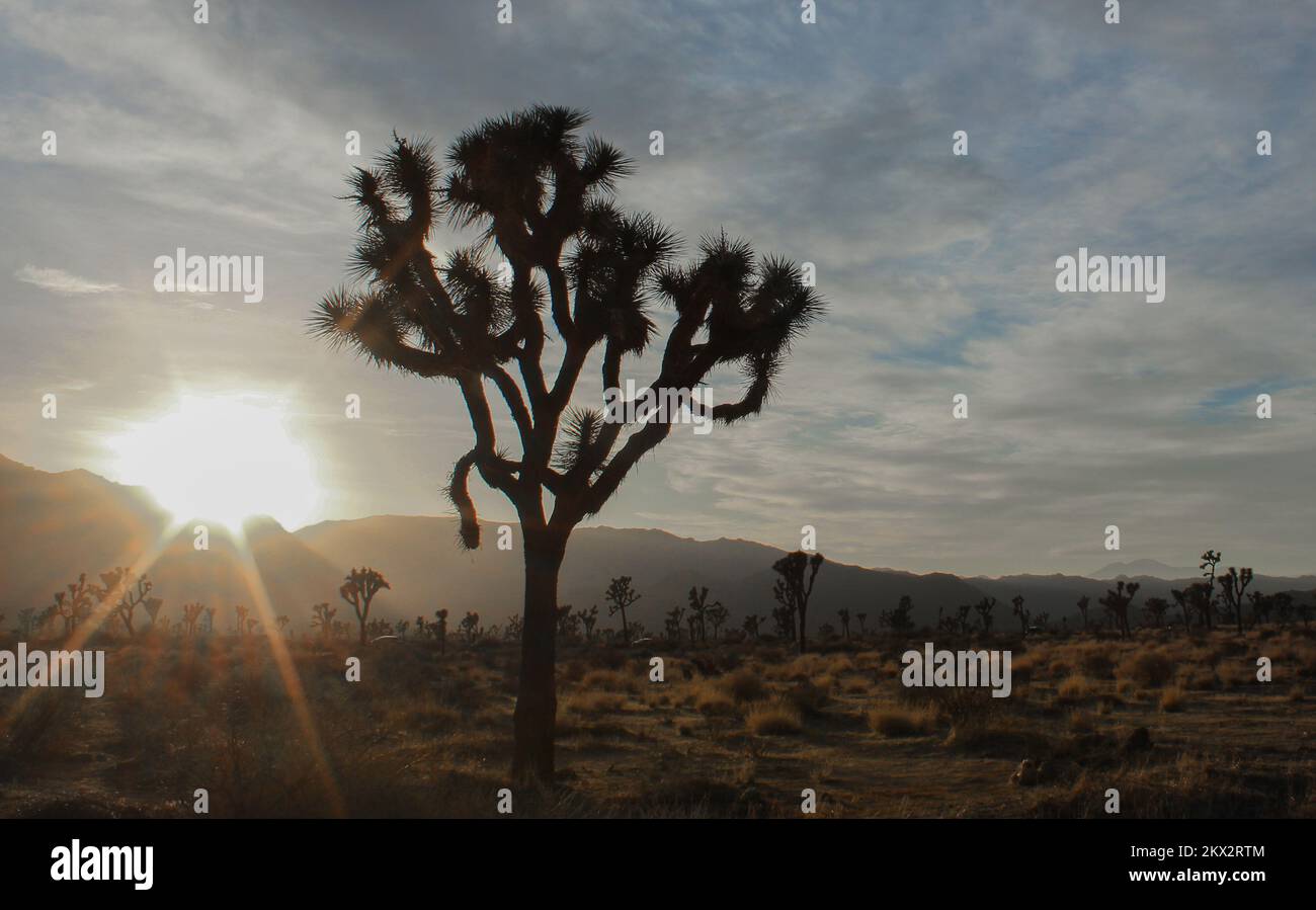 Joshua Tree Silhouette at Sundown, Joshua Tree National Park in ...