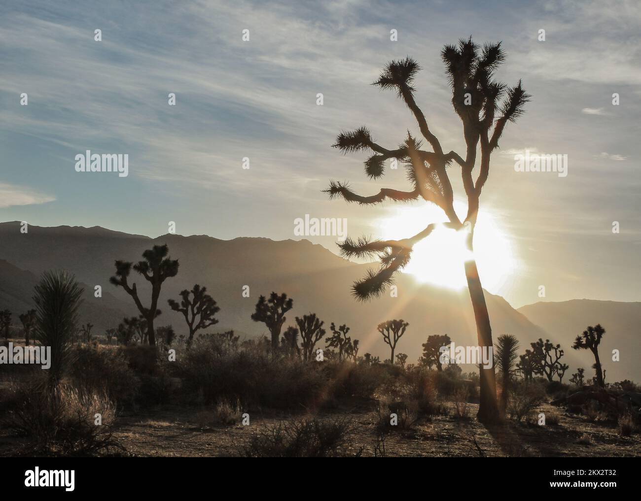 Joshua Tree Silhouette at Sundown, Joshua Tree National Park in ...