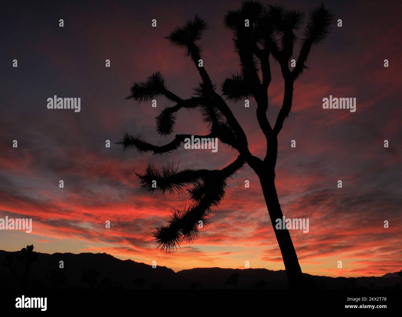Joshua Tree Silhouetted Against a Dramatic Sunset at Joshua Tree ...