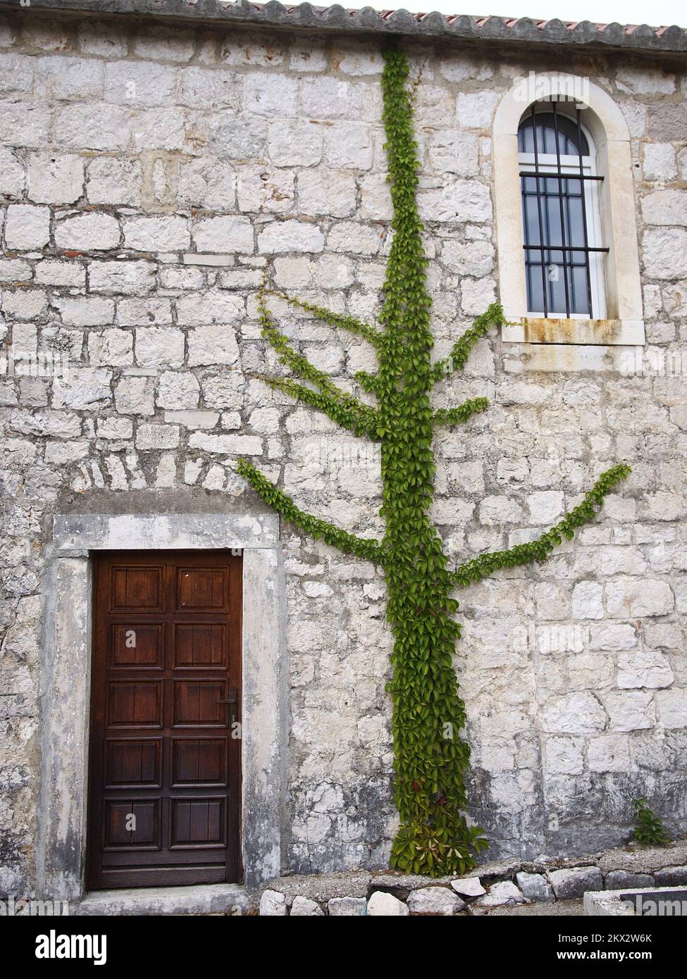 08.10.2017., Bacina, Ploce, Croatia - Ivy in the shape of tree at the ...