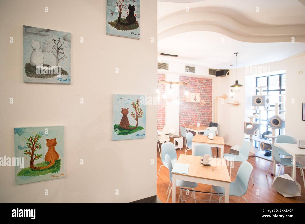 13.10.2017., Zagreb, Croatia - First Cat Caffe in Croatia will be ...
