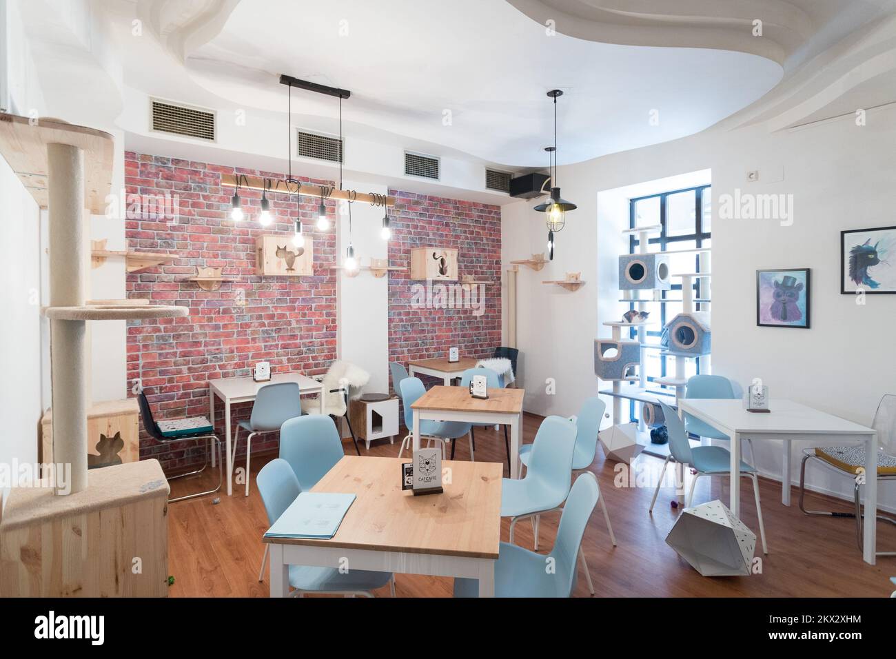 13.10.2017., Zagreb, Croatia - First Cat Caffe in Croatia will be ...
