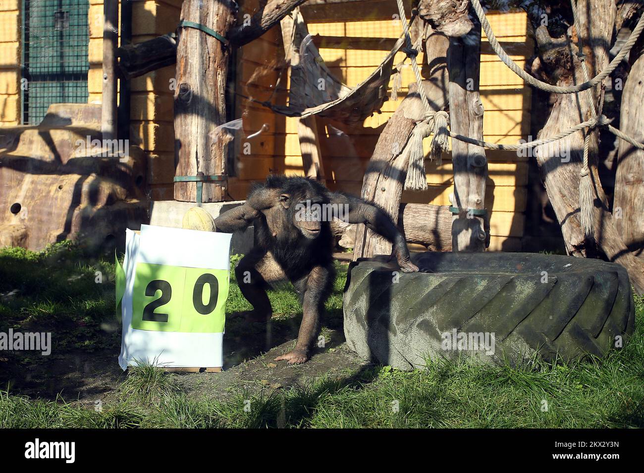 15.10.2017., Zagreb, Croatia - Chimp King celebrates 20th birthday with ...