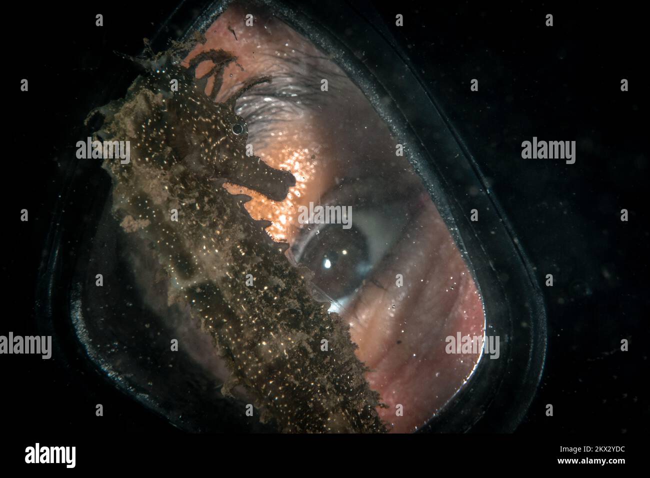 Aquarium fish looking right in hi-res stock photography and images - Alamy