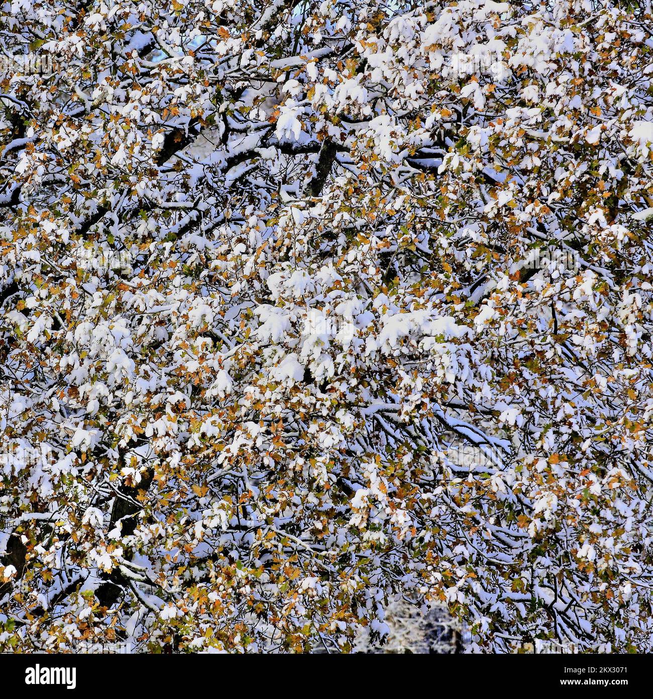 Laden covered hi-res stock photography and images - Alamy