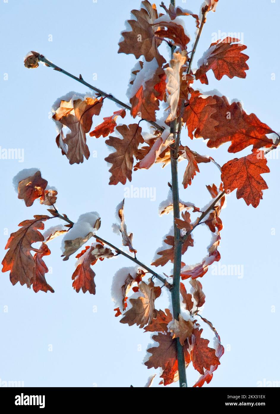 Tree in garden winter snow covered leaves of the Red Oak Stock Photo ...