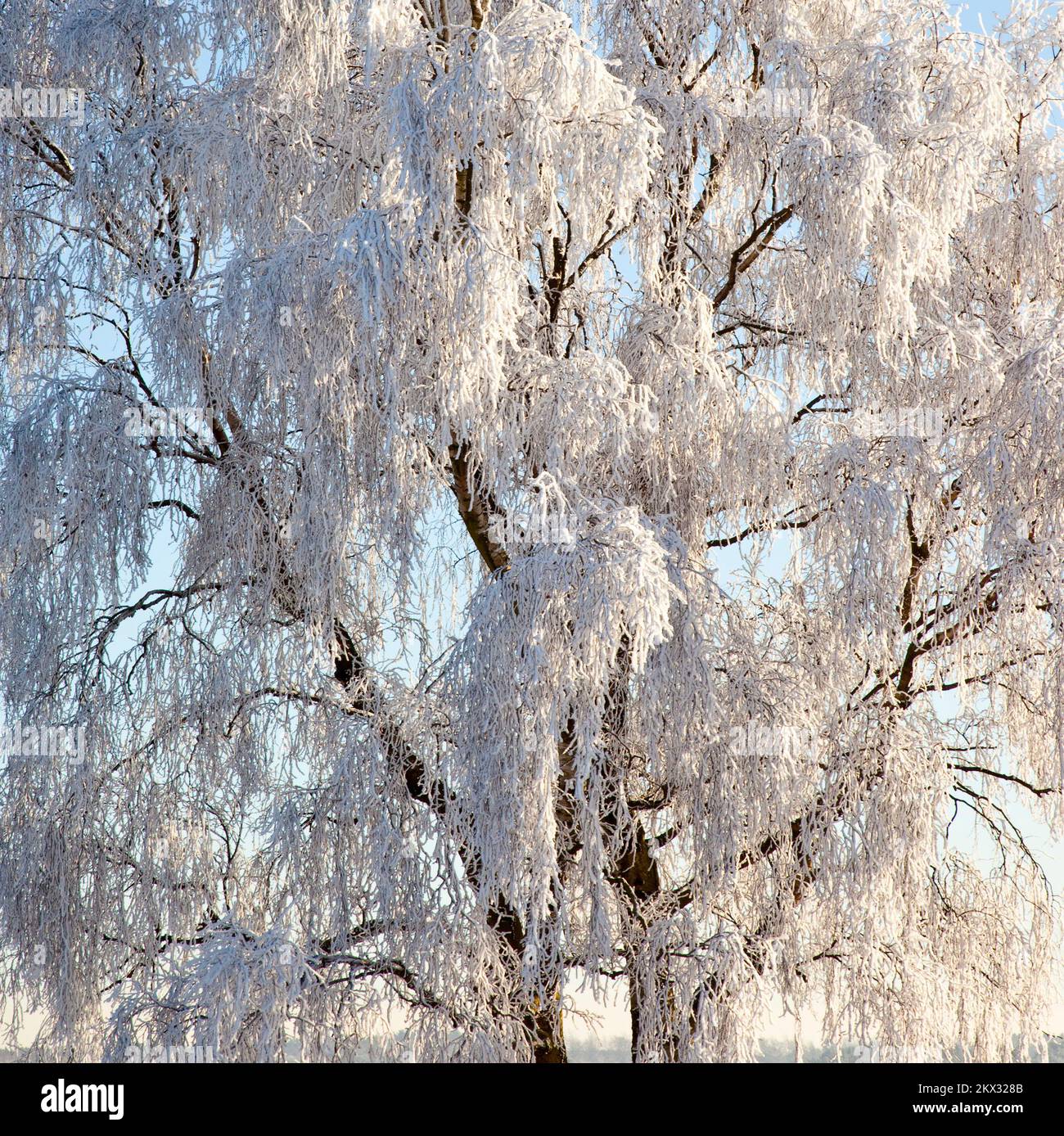 Winter beauty with frost covered tree in early winter on Cannock Chase ...