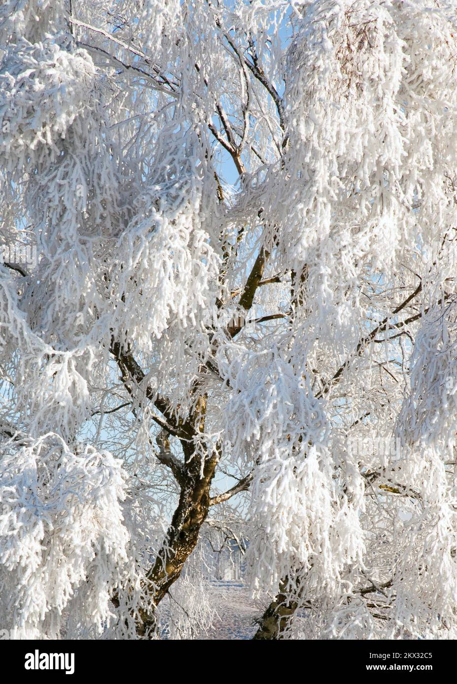 Winter beauty with frost covered tree in early winter on Cannock Chase ...