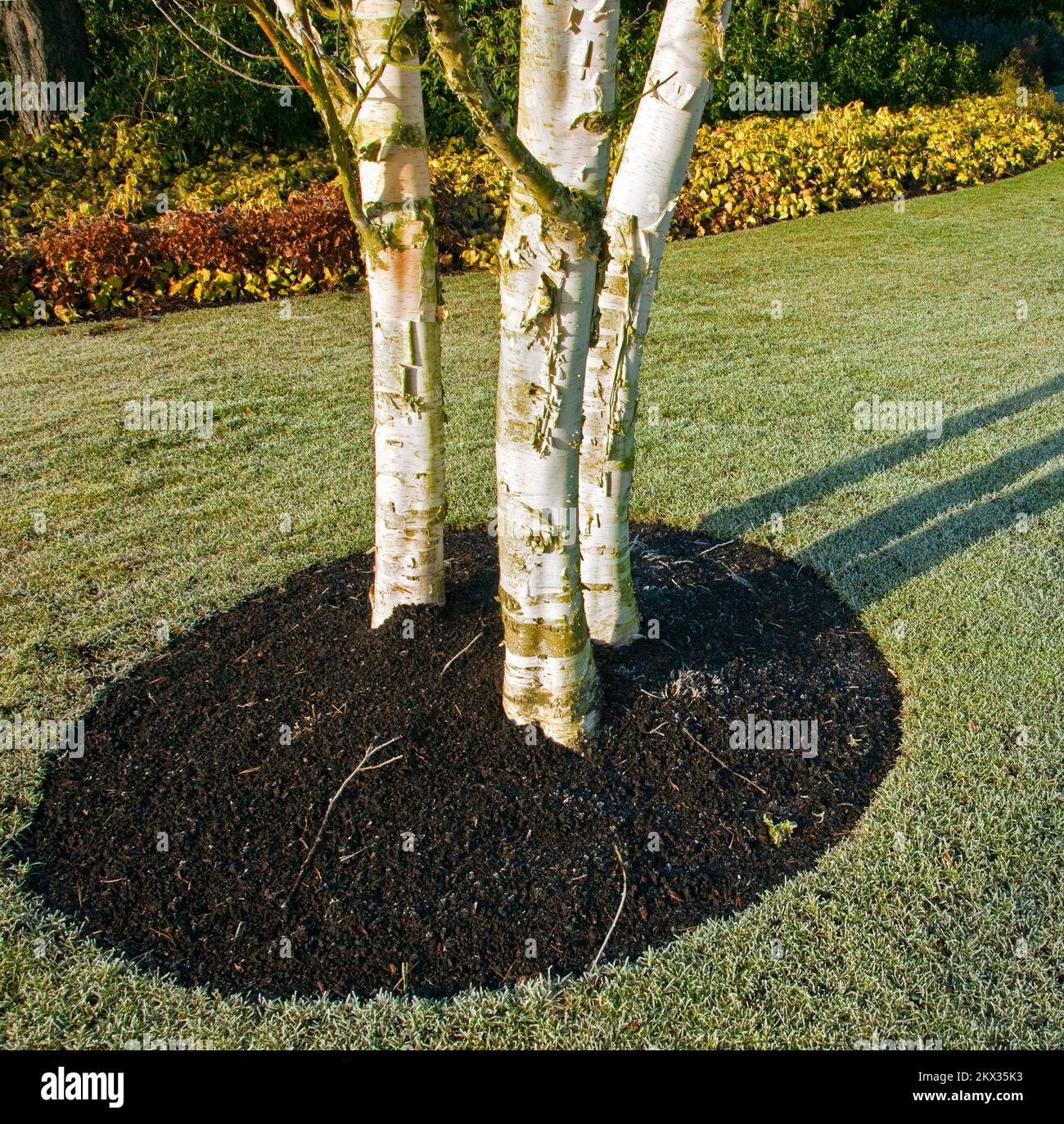 Trio of Silver Birch trees in small island bed with frosted lawn in ...