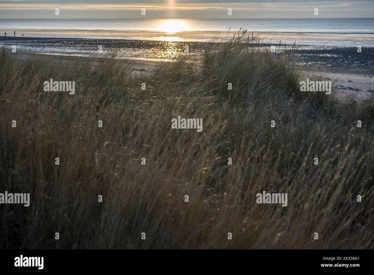 The coast at the Wadden Sea near Harlingen, Netherlands 2021 Stock ...