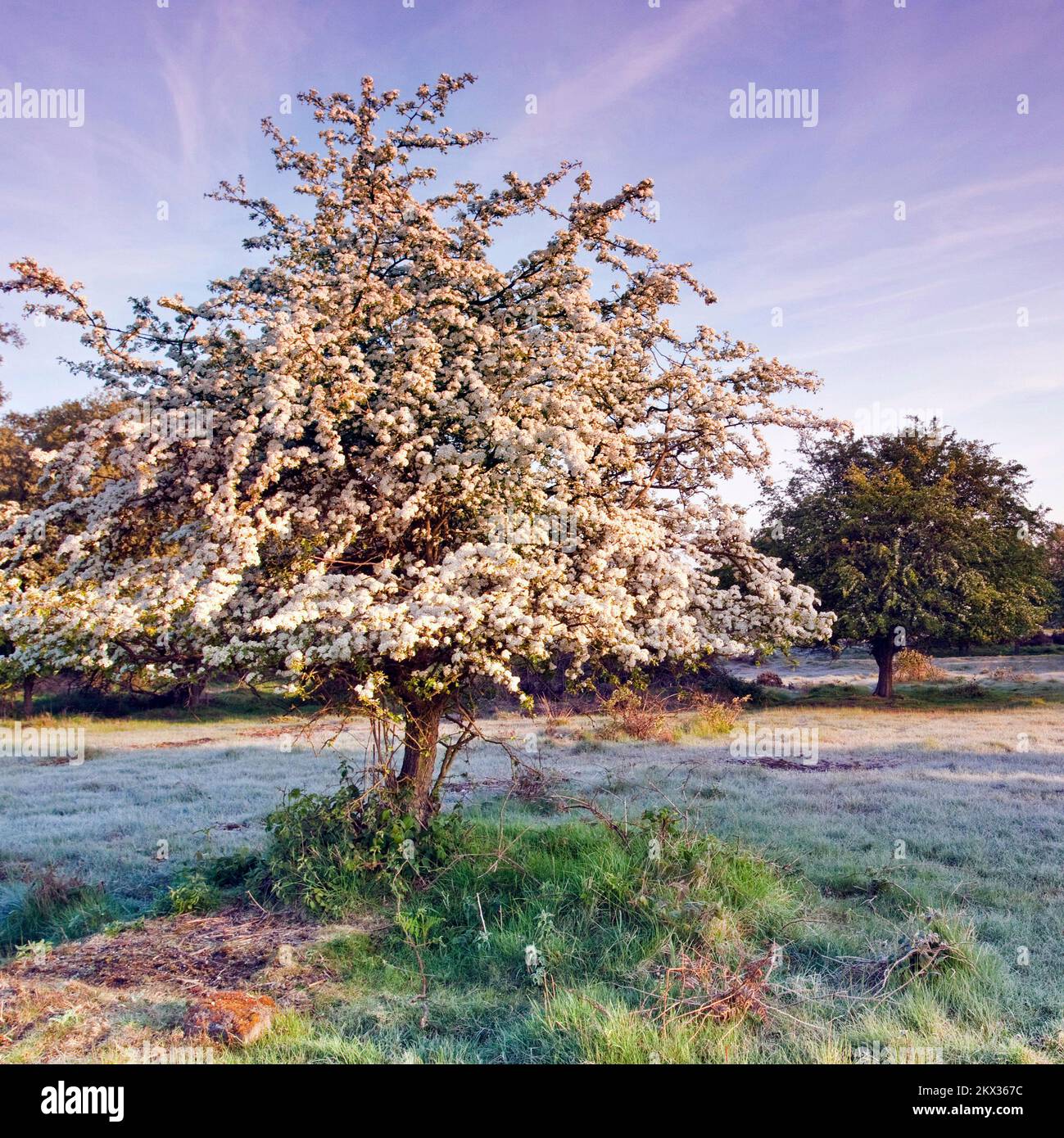 Late ground frost May blossom on Hawthorn trees Cannock Chase Country ...