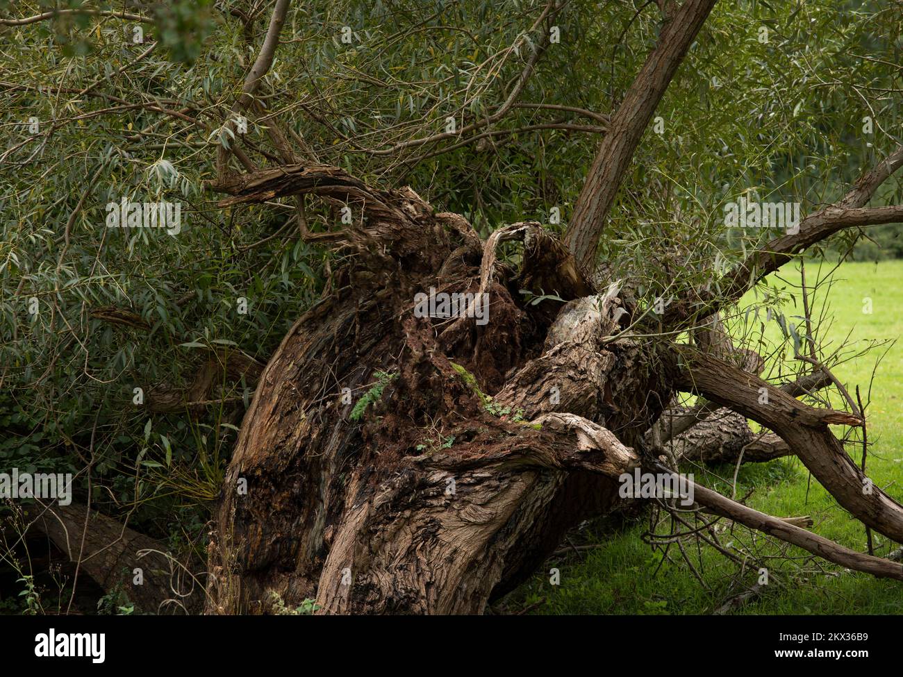 Golden willow tree hi-res stock photography and images - Alamy