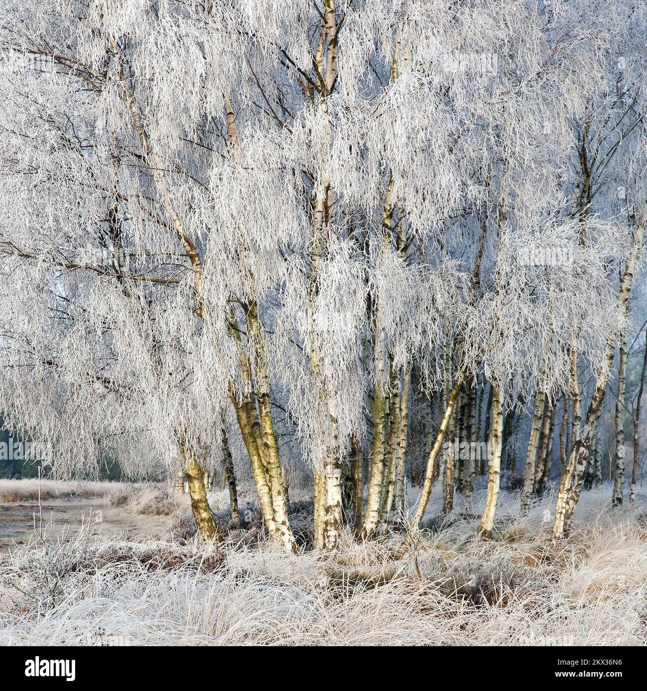 Winter severely frosted trees and grasses Ansons Bank on Cannock Chase ...
