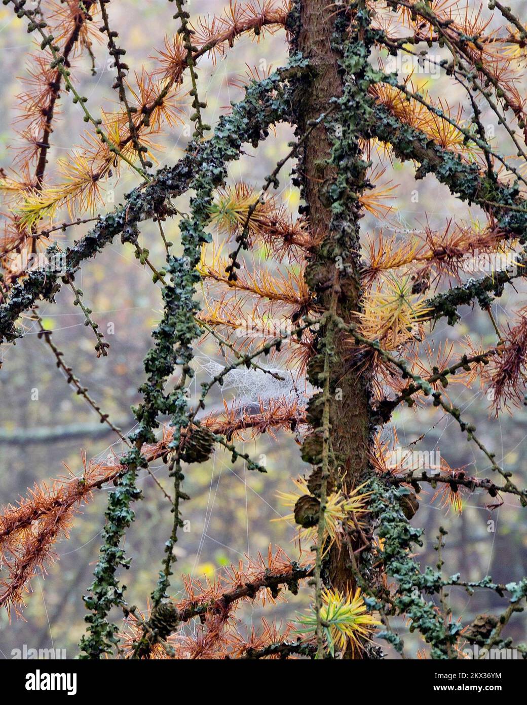 Larch tree branches with gold, amber and brown foliage in autumn ...