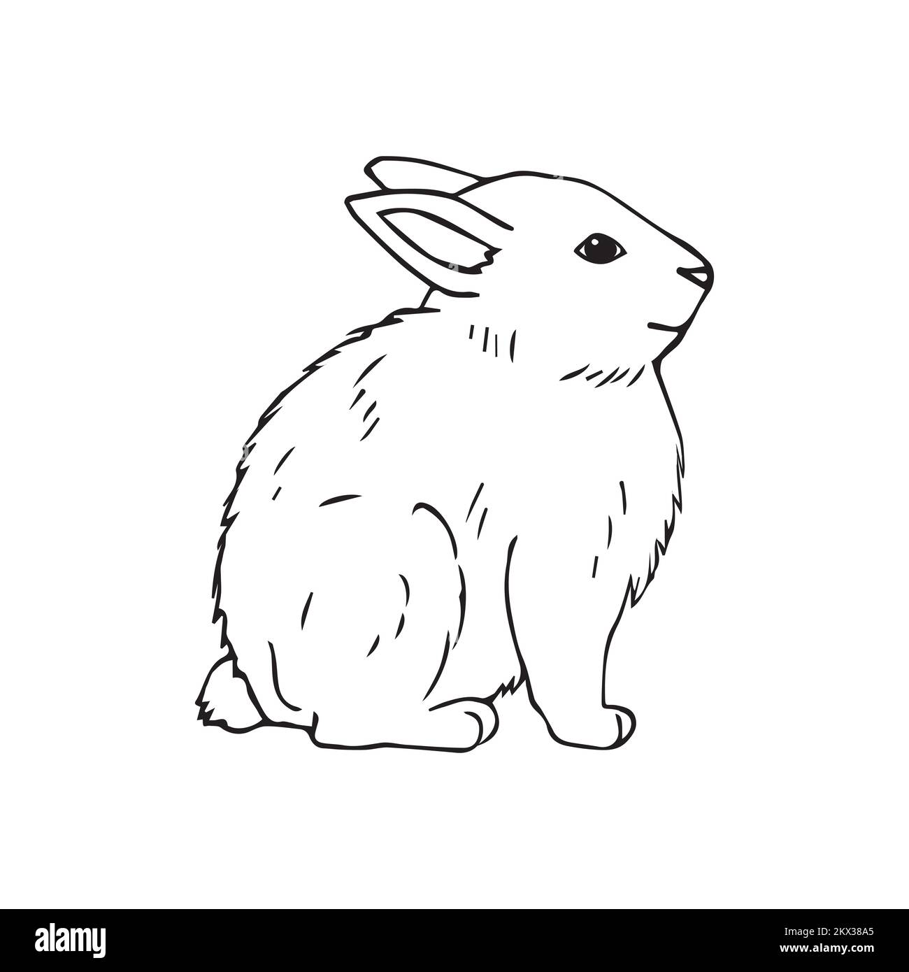 Vector hand drawn doodle sketch bunny rabbit isolated on white ...