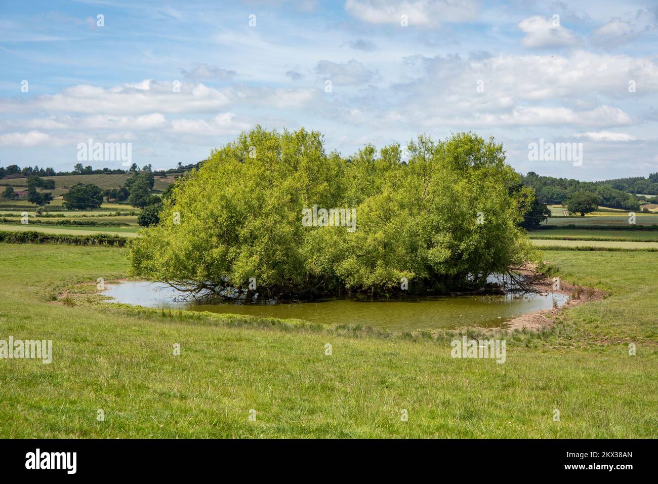 The willow pool Stock Photo - Alamy