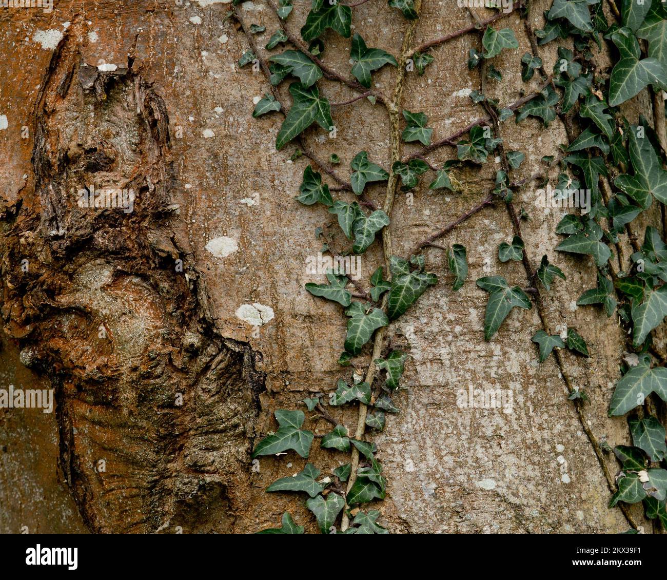 Climbing hedera helix hi-res stock photography and images - Alamy