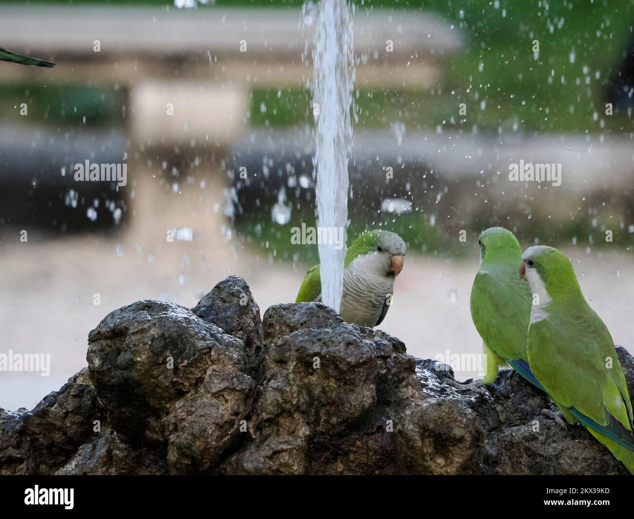 green parrots drinking water in rome botanical gardens italy Stock ...