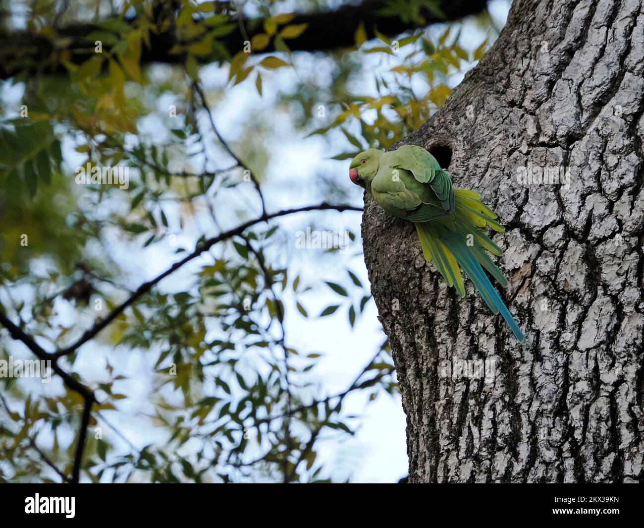 green parrot on a tree in rome botanical gardens italy Stock Photo - Alamy