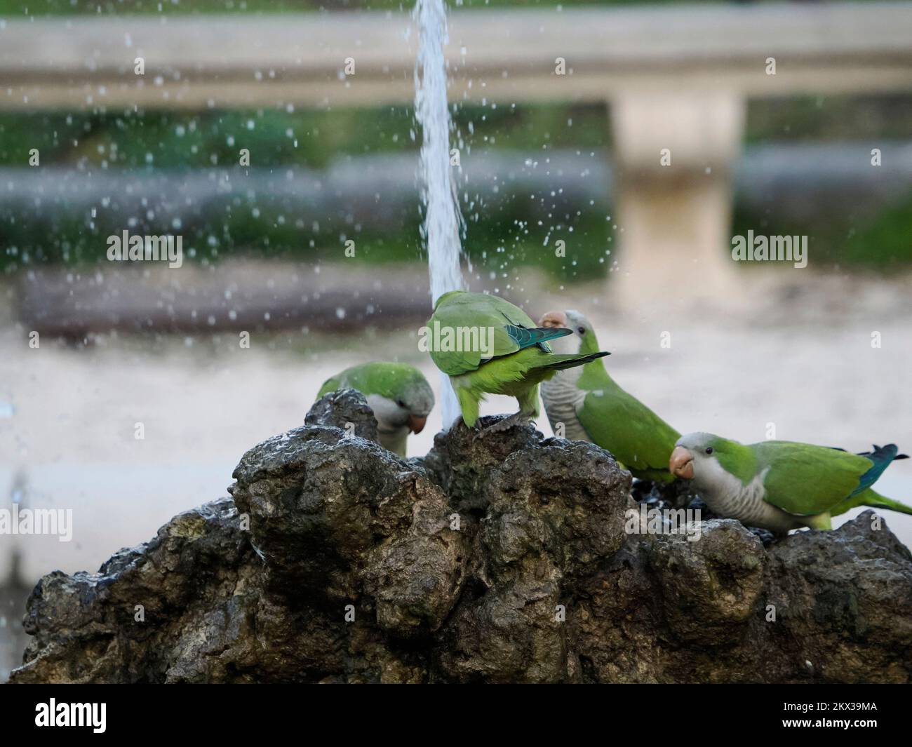 green parrots drinking water in rome botanical gardens italy Stock ...