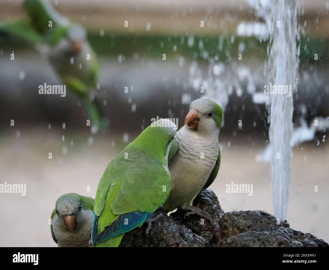 green parrots drinking water in rome botanical gardens italy Stock ...