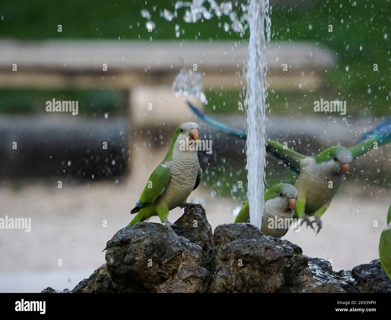 green parrots drinking water in rome botanical gardens italy Stock ...