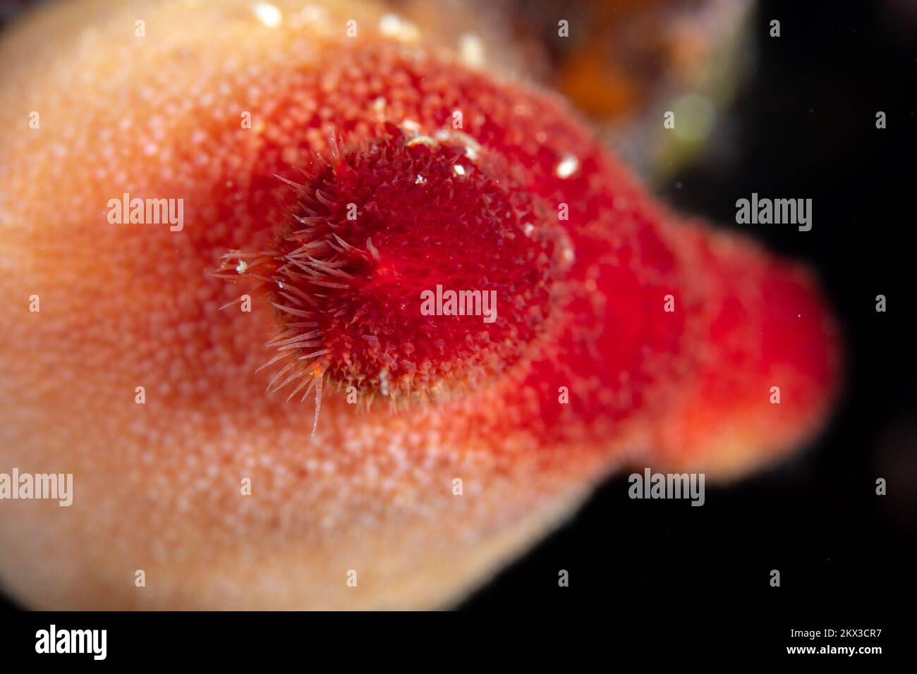 Finding underwater invertebrates on coral reef in the pacific Ocean ...