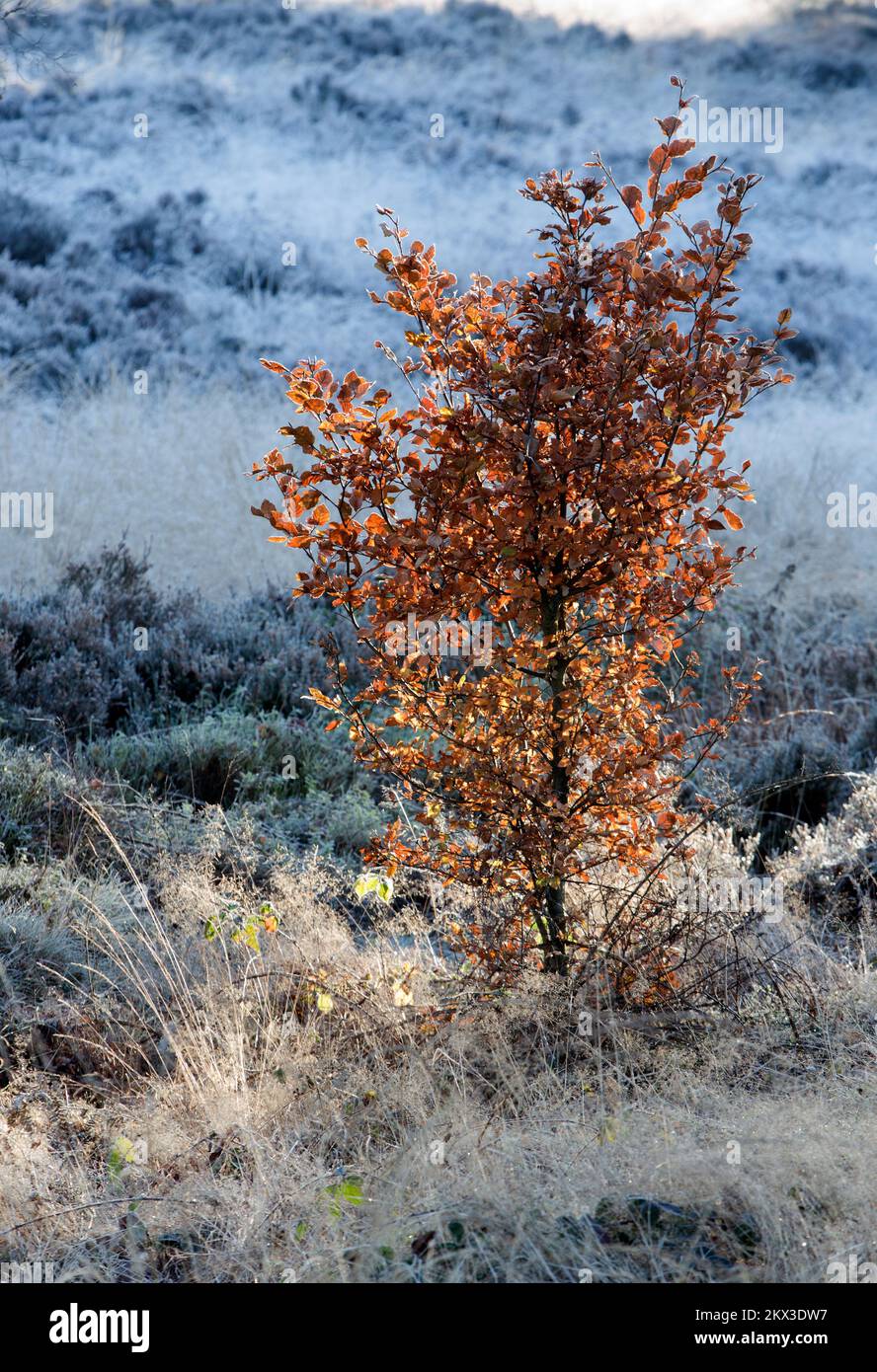 Beech sapling on Cannock Chase an Area of Outstanding Natural Beauty ...