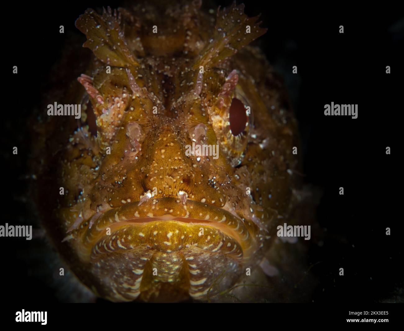 Beautiful detail on scorpionfish skin as it camouflages in with its ...