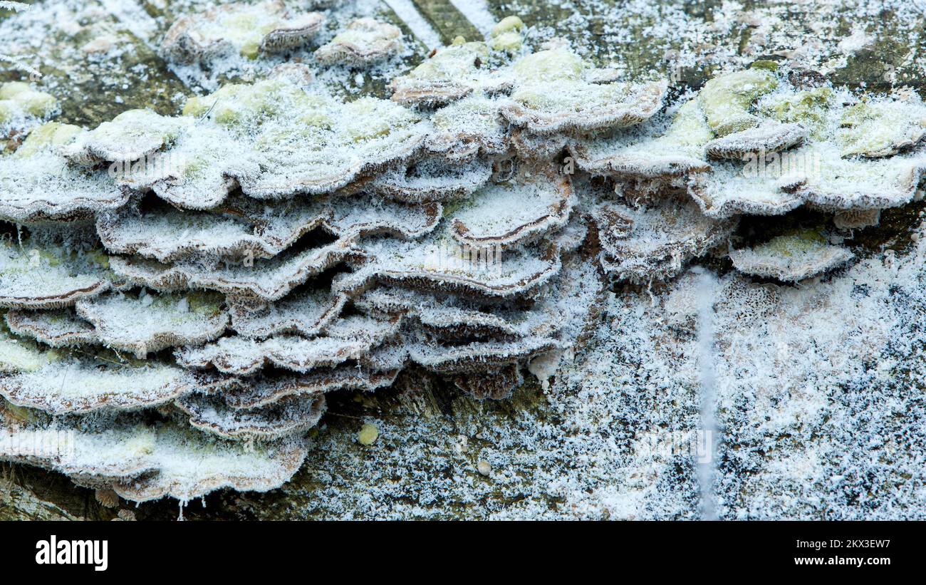 Diversity of fungi hi-res stock photography and images - Alamy