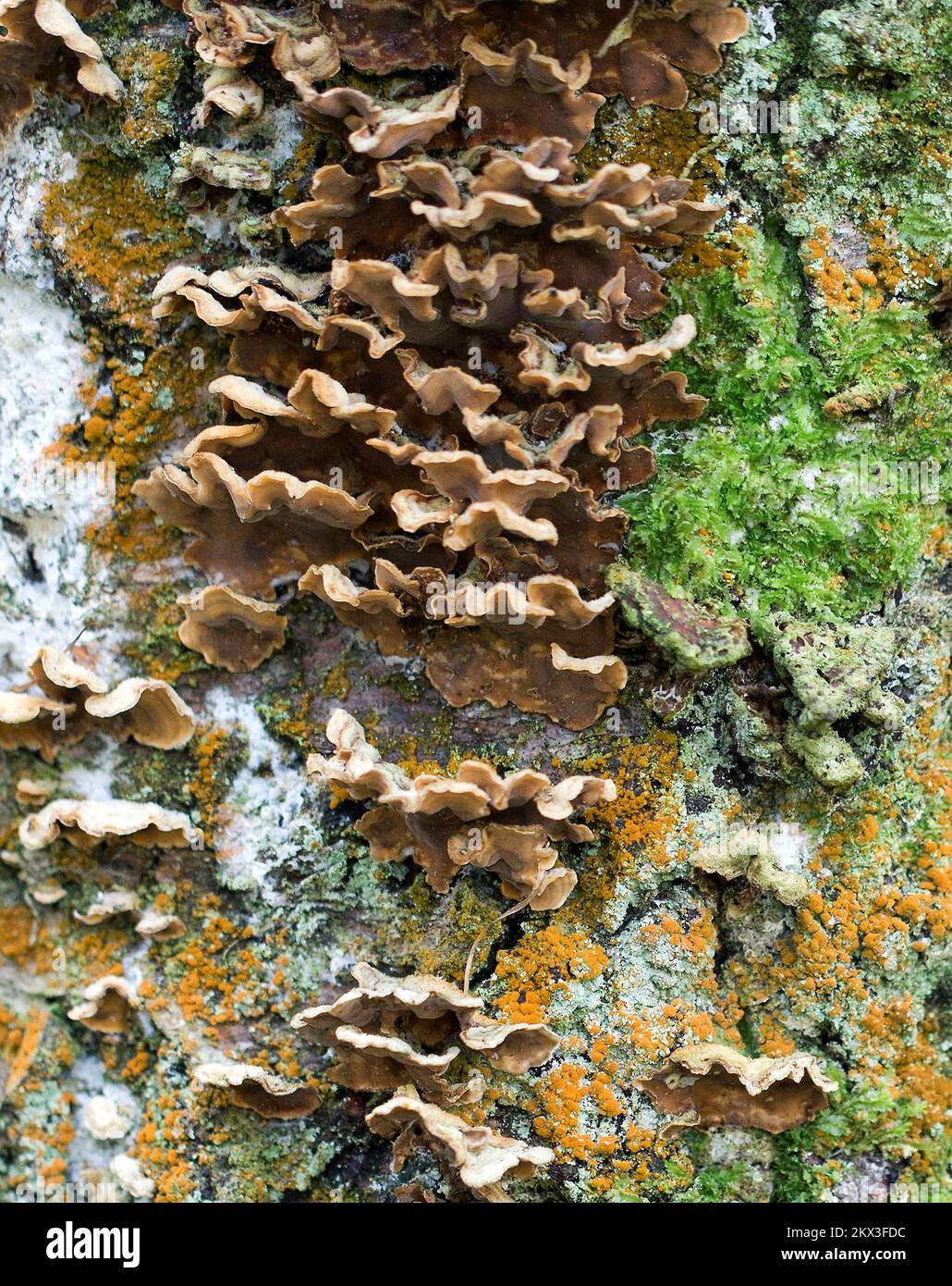 Fungi Moss Algae and Lichen hosted by old birch tree stump on Cannock ...