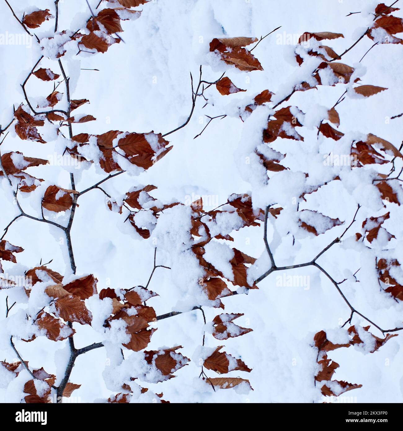 Beech tree with remnants of autumn with snow covered branches in winter ...