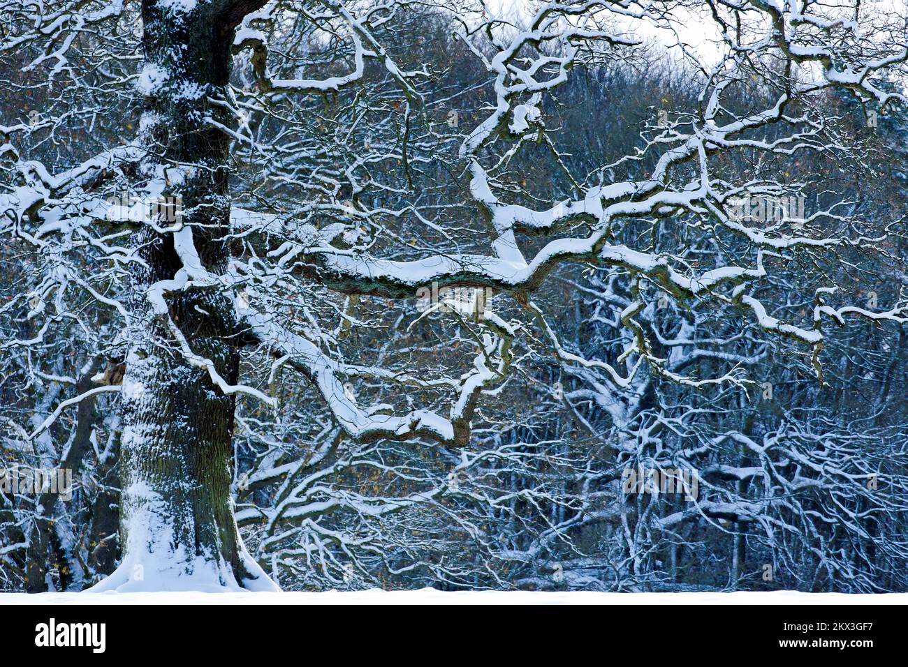 Graphic shape of a mature spreading Oak tree with snow covered twisted ...