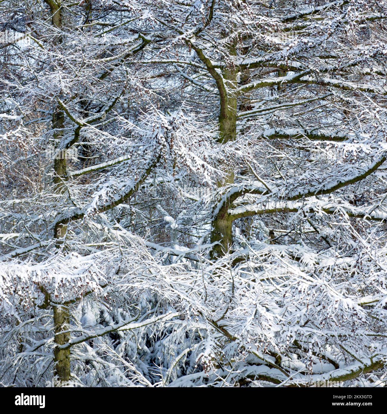 Snow covered branches of a Larch tree on edges of woodland thicket in ...