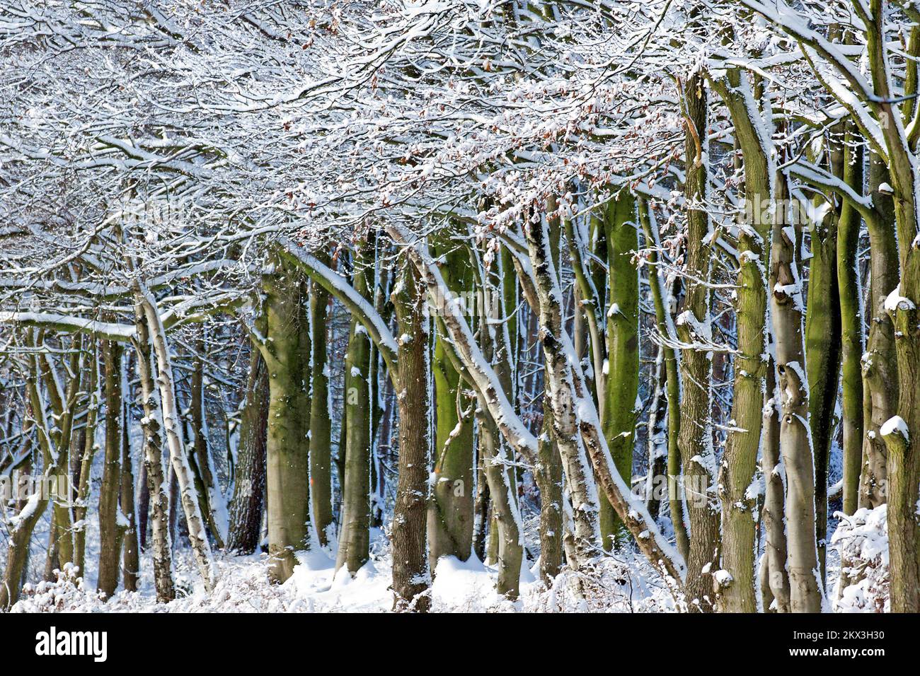 Stand of Beech tree with heavy snow covered branches in winter on ...