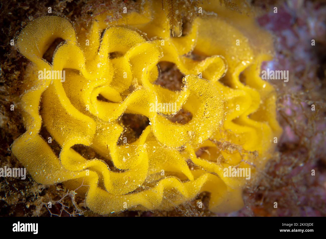 Finding underwater invertebrates on coral reef in the pacific Ocean ...