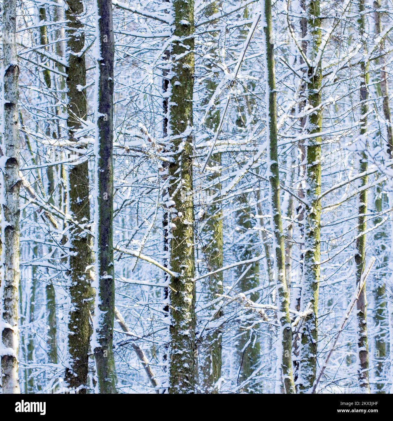 Scenic Forest landscape in winter a photograph of snow covered Larch ...