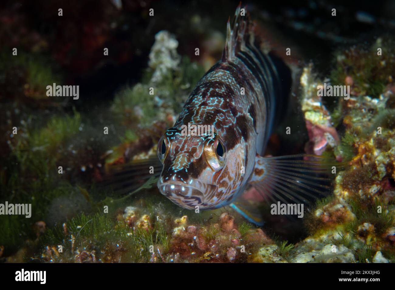 Indo pacific reef life hi-res stock photography and images - Alamy